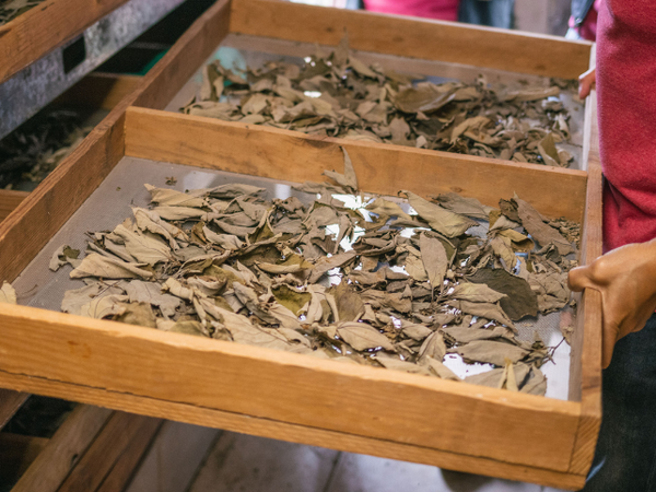 Mamaki: Hawaii’s Gift for Wellness, Culture & Community - Tea Chest Hawaii