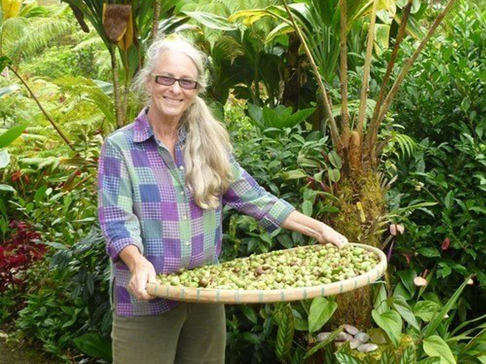 Blog: World’s Finest Aʻa Black Tea – Tea Chest Hawaii